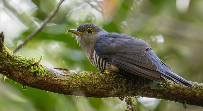 Cuckoos: Masters of Nest Deception - Maine Molecular Quality Controls